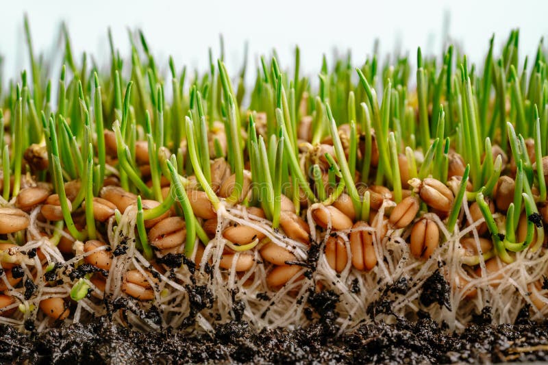 Wheat sprouts stock photo. Image of ecology, wheat, germ - 290337088