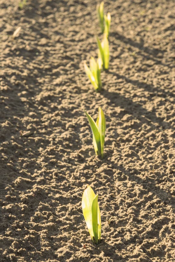 Wheat Sprouts Grown in the Ground, the Evening Stock Image - Image of ...