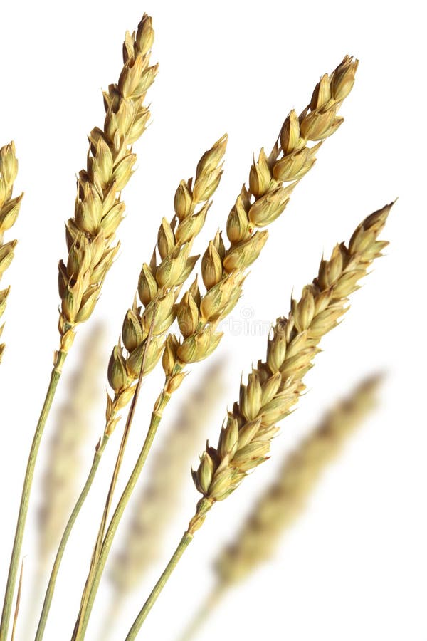 Golden wheat stock image. Image of crop, orange, wheat - 1083081