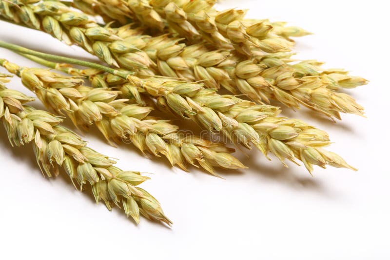 Wheat stack stock photo. Image of golden, autumn, border - 5840910