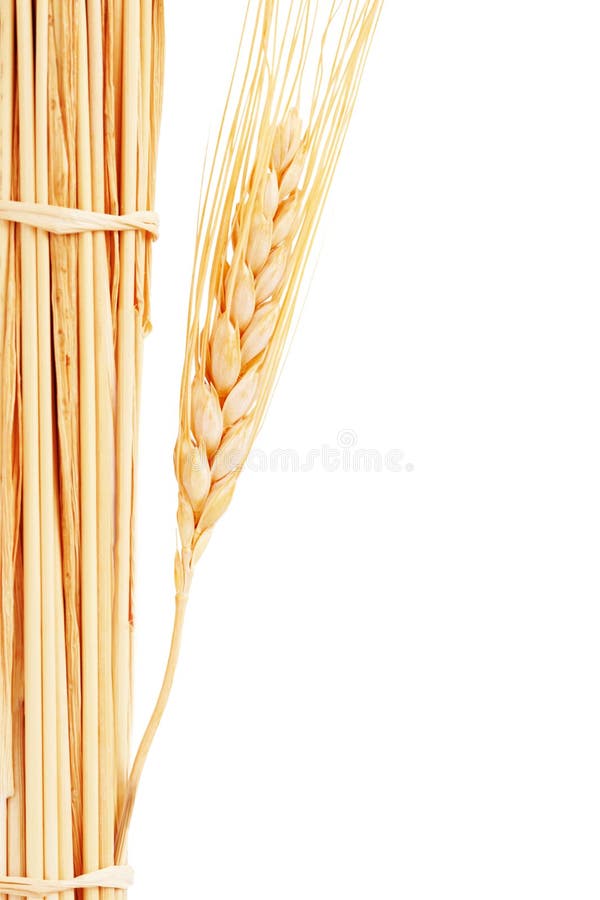 Wheat stack stock photo. Image of cereal, fall, golden - 6734502