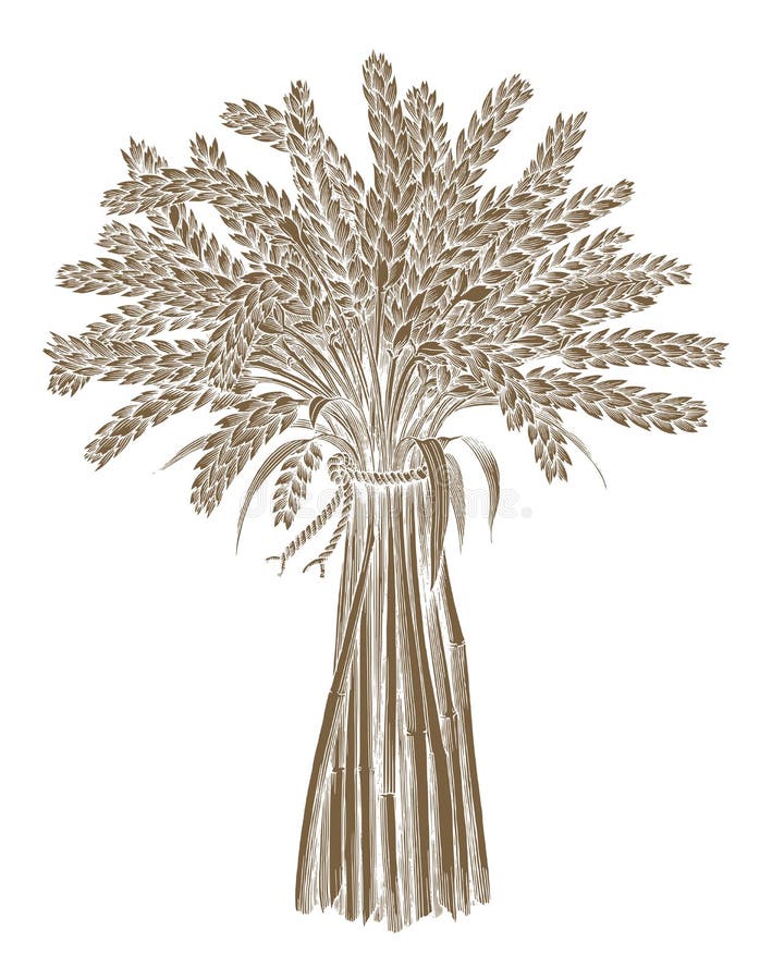 Wheat Drawing Stock Illustrations – 40,081 Wheat Drawing Stock ...
