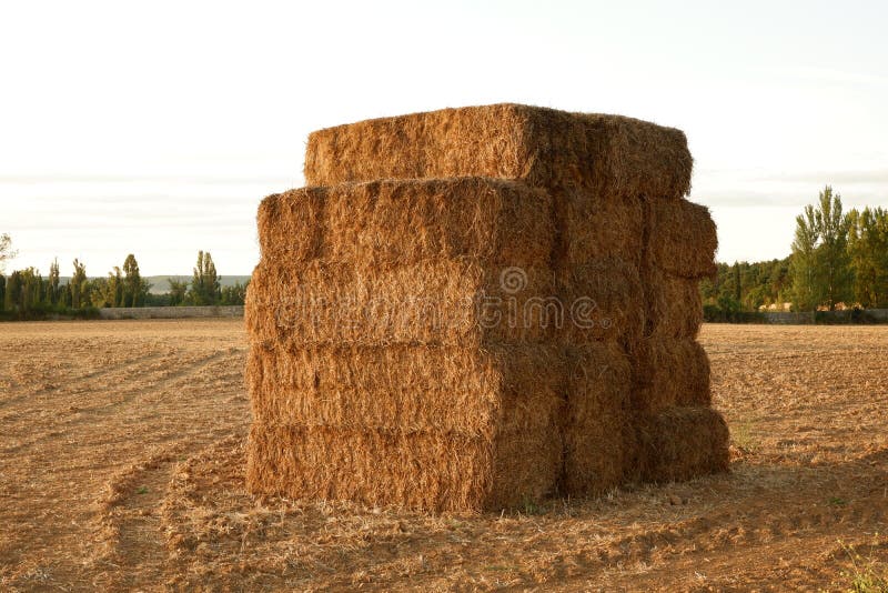 Wheat stack stock photo. Image of cereal, fall, golden - 6734502