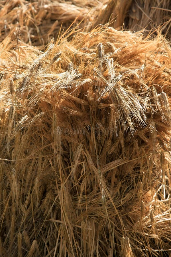 Wheat stack stock photo. Image of golden, autumn, border - 5840910