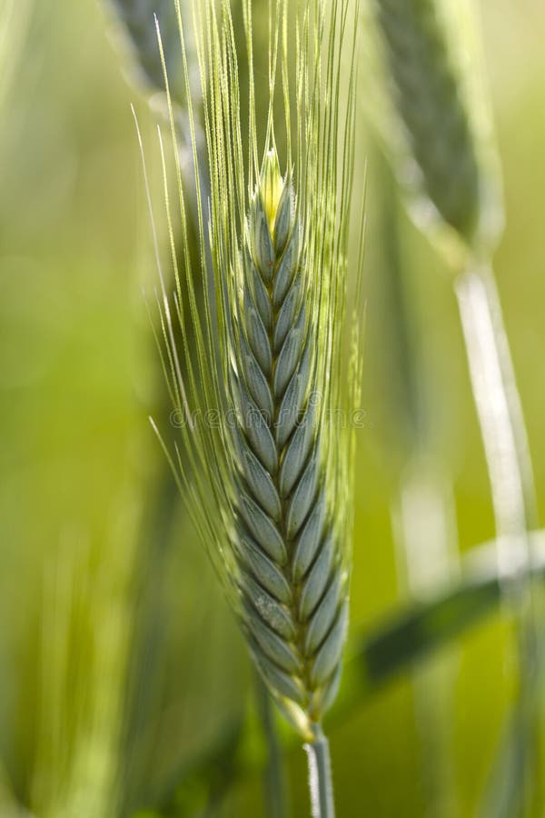 Wheat stalk stock photo. Image of farming, harvest, agriculture - 24625778