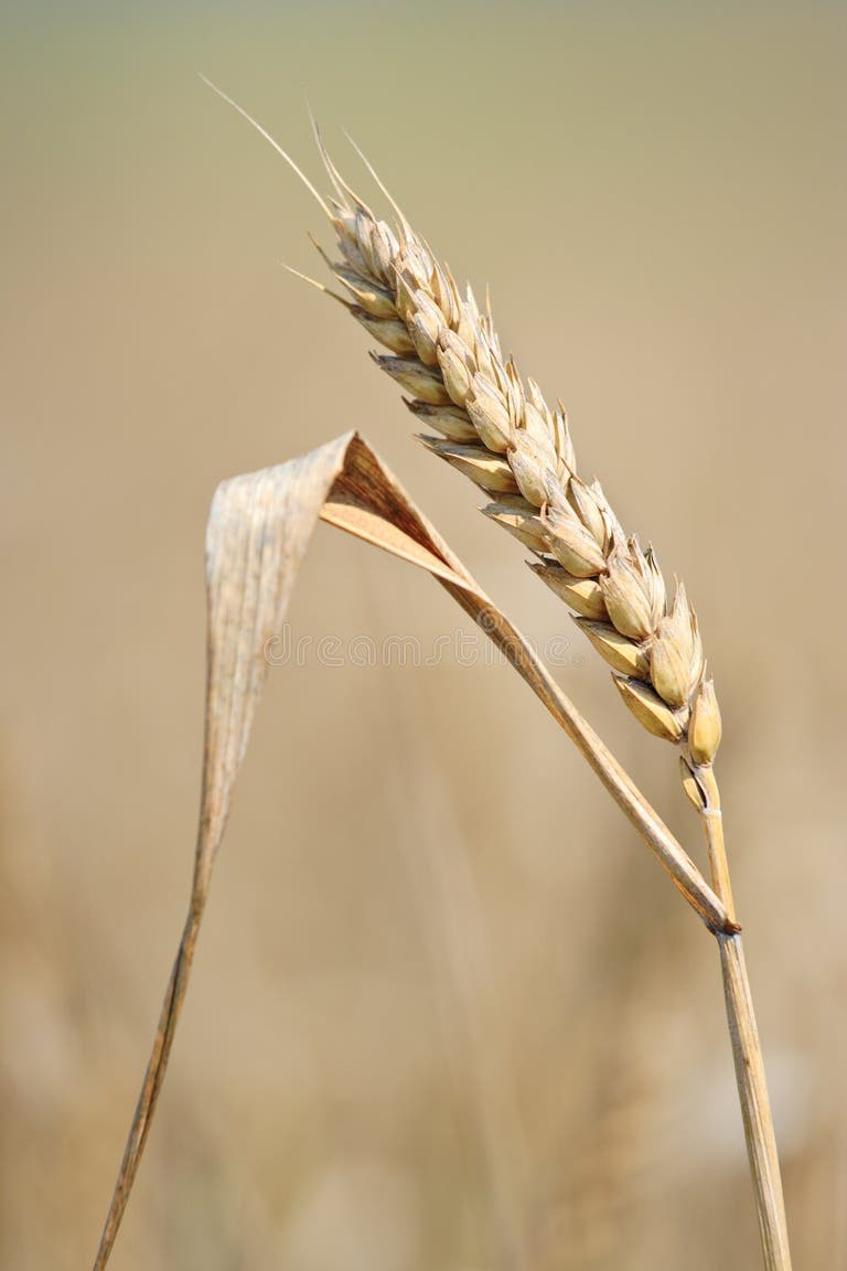 15,041 Wheat Stalk Stock Photos - Free & Royalty-Free Stock Photos from ...