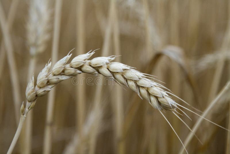 Wheat stalk stock image. Image of crop, outdoors, wheat - 5412601