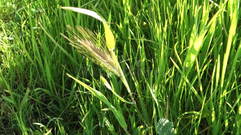 Wheat Stalk stock video. Video of plant, green, fields - 43571707
