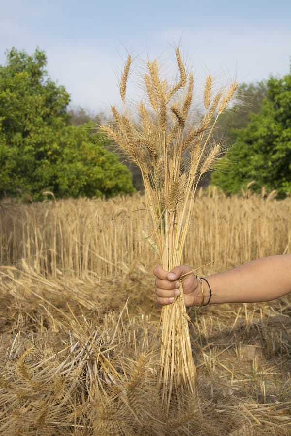 Wheat Farm Punjab India Stock Photos - Free & Royalty-Free Stock Photos ...