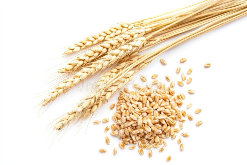 Wheat Stalks with Scattered Grains on a White Background Stock ...