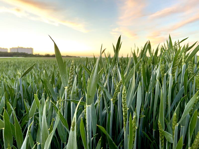 Wheat stock photo. Image of wheat, starting, flowering - 183895304