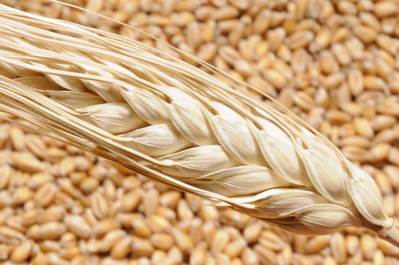 Sources of ethanol stock image. Image of wheat, food - 15941267