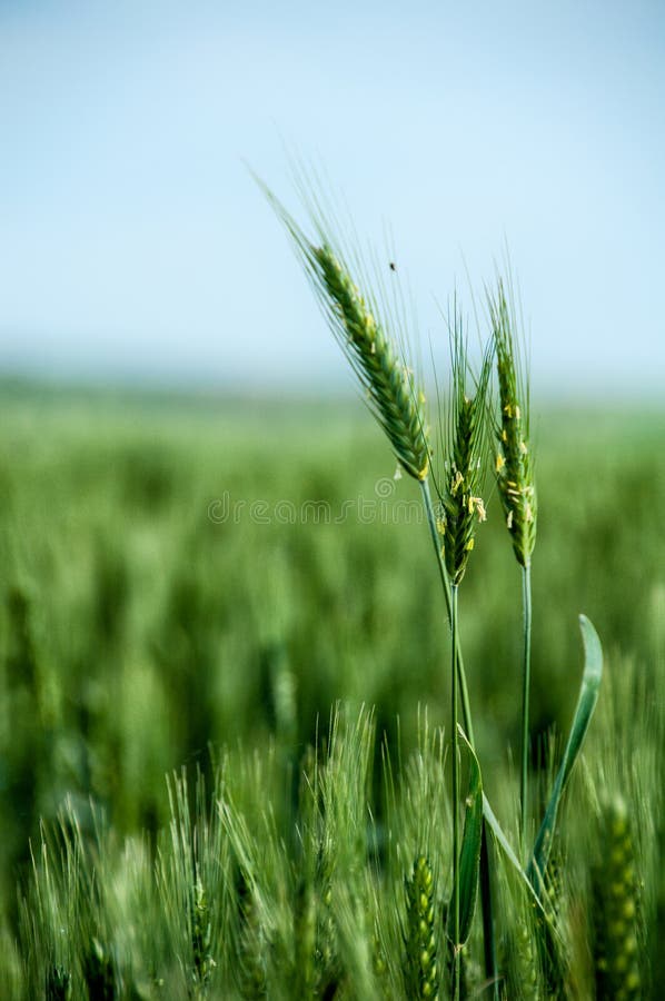 Wheat stem stock image. Image of green, grain, calendula - 51553487