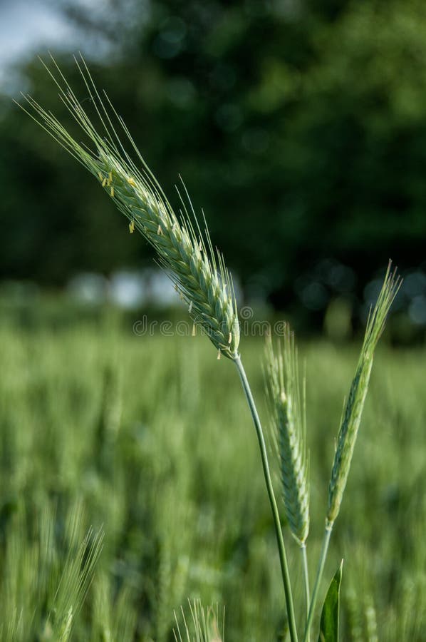 Wheat stem stock photo. Image of farmland, close, growing - 51553552