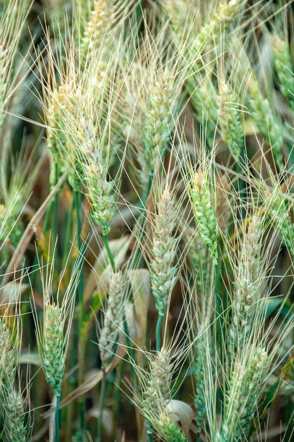 Wheat stem stock photo. Image of field, shot, growth - 51553912