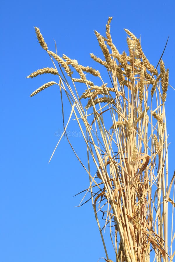 Wheat stems. stock image. Image of nature, outdoors, agriculture - 7142349