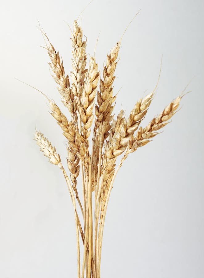 Wheat stems stock image. Image of food, gold, healthy - 13073859