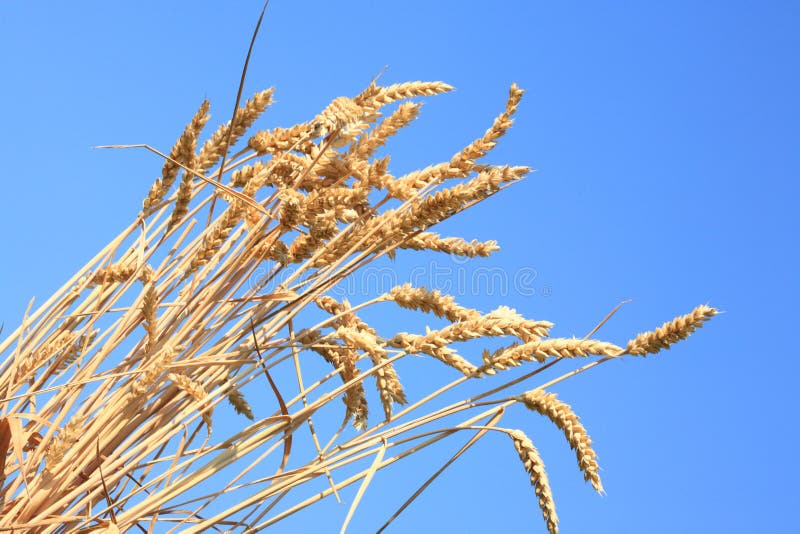Wheat stems. stock photo. Image of rural, growth, yellow - 13598306