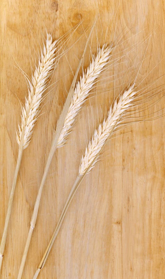 Wheat stems stock photo. Image of crop, plant, gold, cutting - 19720836