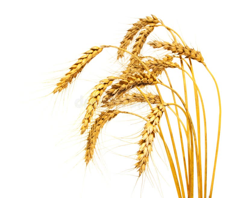 Wheat stems, isolated stock photo. Image of crop, stems - 8532014