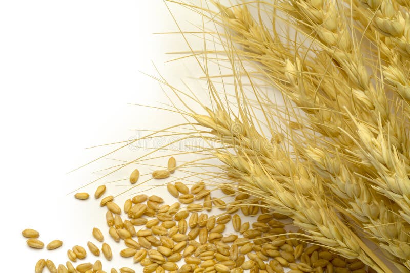 Beardless Wheat stock image. Image of agriculture, fertility - 14997683