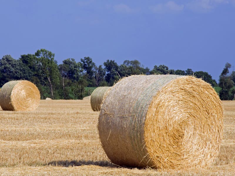 Wheat Straw stock image. Image of grain, cultivation - 26036257