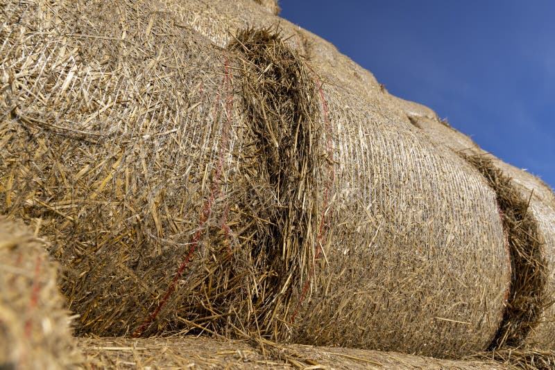 Wheat Straw Collected in Stacks after Grain Harvest Stock Image - Image ...