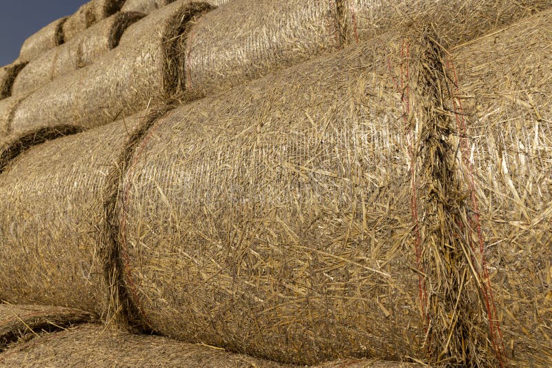 Wheat Straw Collected in Stacks after Grain Harvest Stock Image - Image ...