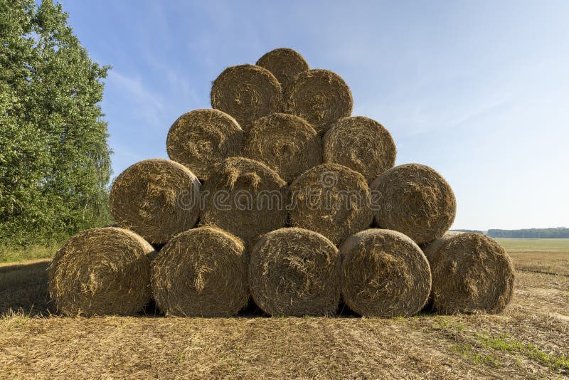 Wheat Straw Collected in Stacks after Grain Harvest Stock Image - Image ...