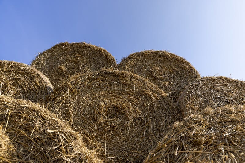 Wheat Straw Collected in Stacks after Grain Harvest Stock Photo - Image ...