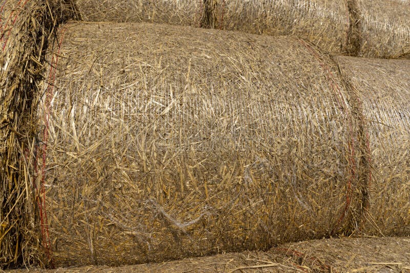 Wheat Straw Collected in Stacks after Grain Harvest Stock Image - Image ...