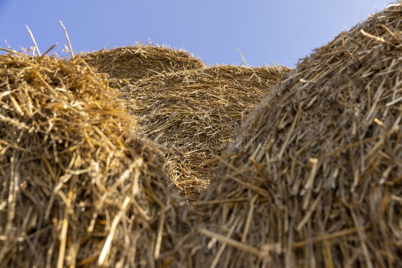 Wheat Straw Collected in Stacks after Grain Harvest Stock Image - Image ...