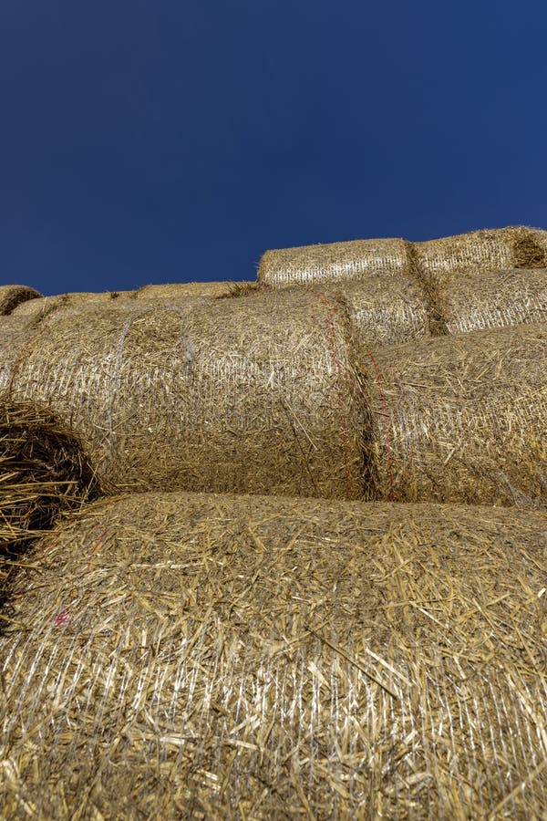 Wheat Straw Collected in Stacks after Grain Harvest Stock Photo - Image ...