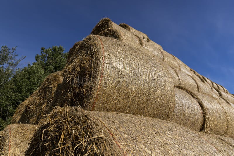 Wheat Straw Collected in Stacks after Grain Harvest Stock Photo - Image ...