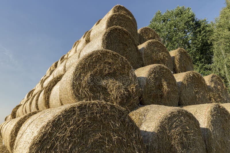 Wheat Straw Collected in Stacks after Grain Harvest Stock Photo - Image ...