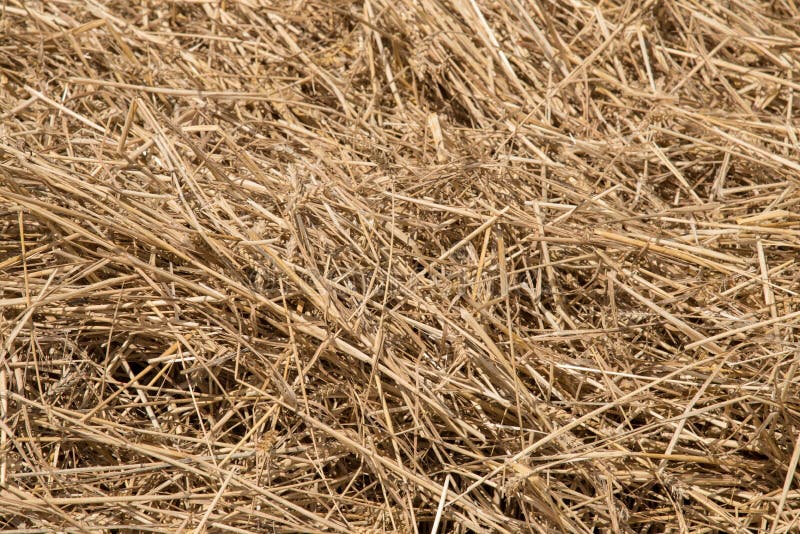 Wheat straw stock photo. Image of golden, farm, plant - 44284026