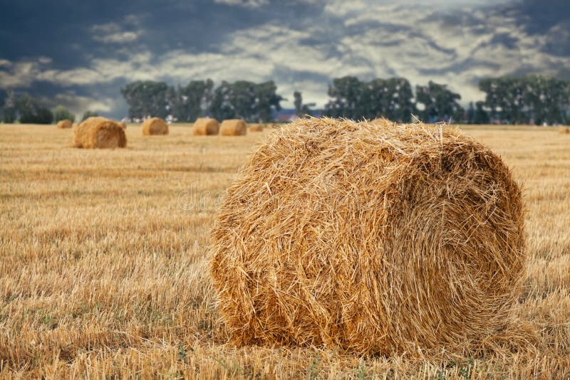 Wheat Straw Rolls on the Field Stock Image - Image of outdoor, field ...