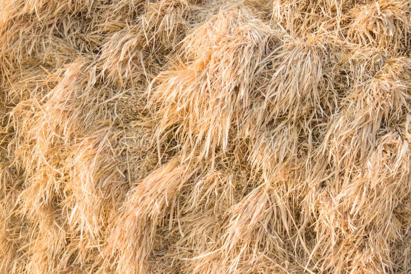 Roughly Chopped Wheat Straw Stock Image - Image of full, heap: 40685807