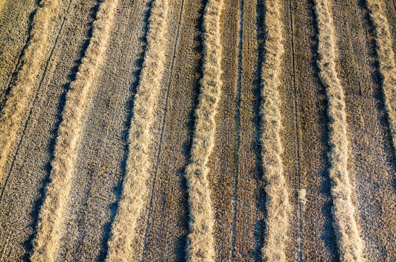 Wheat stubble stock photo. Image of grain, landscape - 60007212