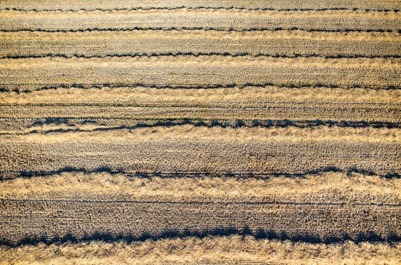 Wheat stubble stock photo. Image of grain, landscape - 60007212