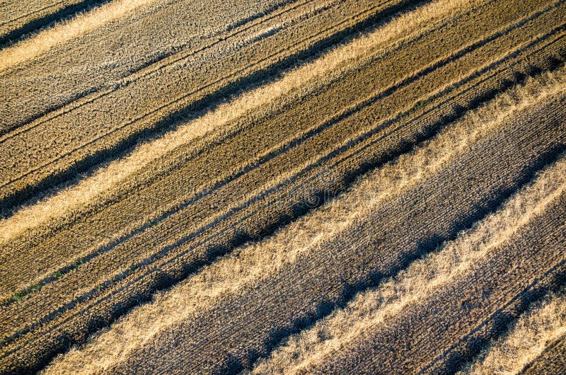 Wheat stubble stock photo. Image of grain, landscape - 60007212