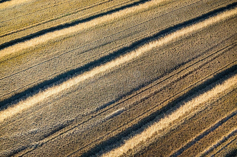 Wheat stubble stock photo. Image of grain, landscape - 60007212