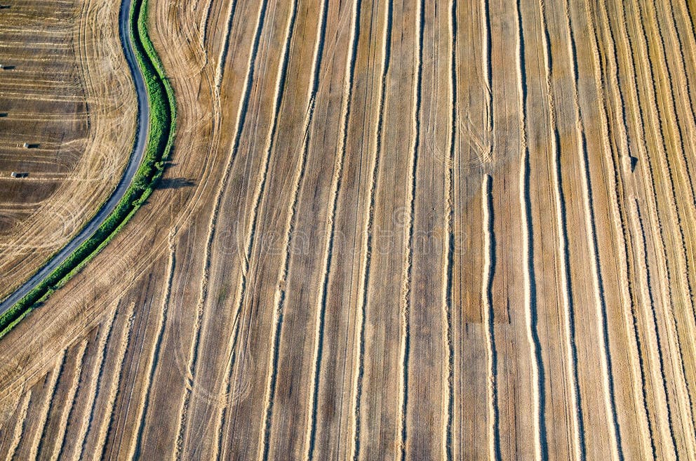 Wheat stubble stock photo. Image of grain, landscape - 60007212