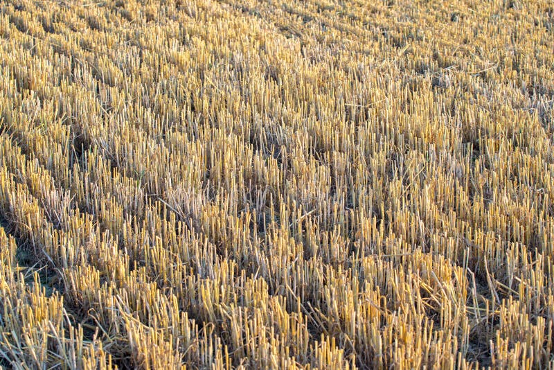 Wheat stubble stock photo. Image of grain, landscape - 60007212