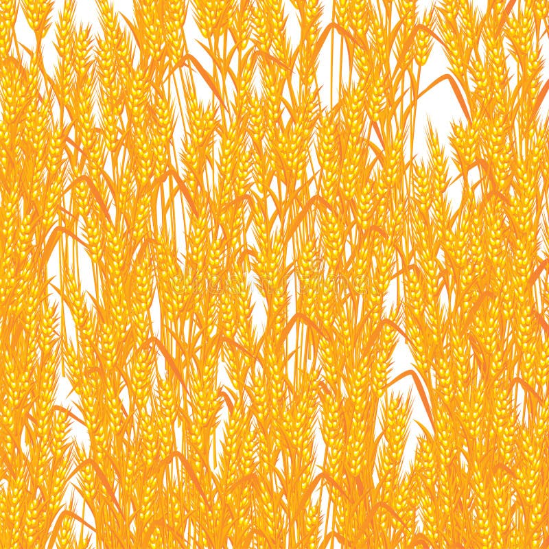 Golden wheat icon stock vector. Illustration of fresh - 27694363