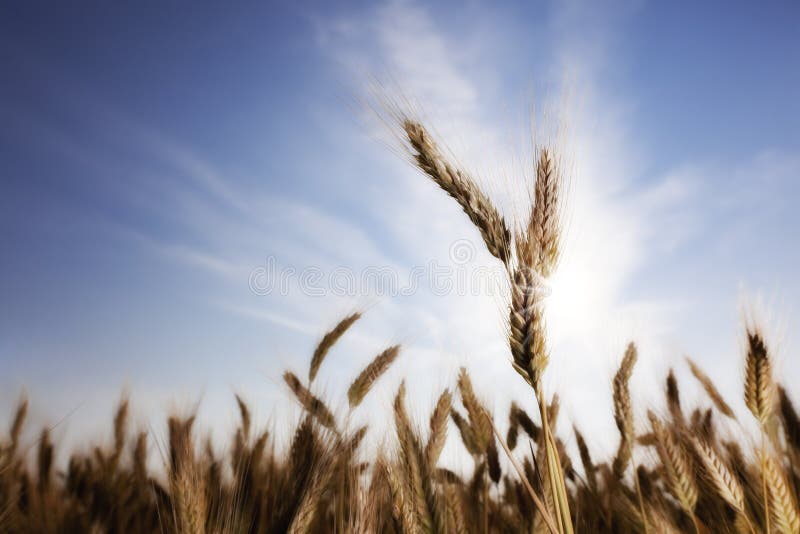 Wheat grain field stock photo. Image of landscaped, scene - 2923220