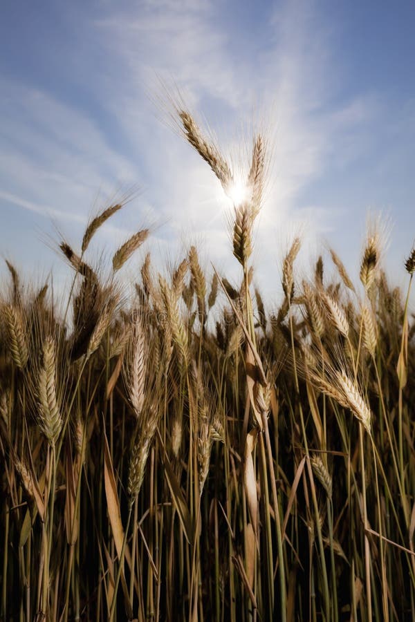 Wheat with sun stock photo. Image of nature, cloudscape - 15016656