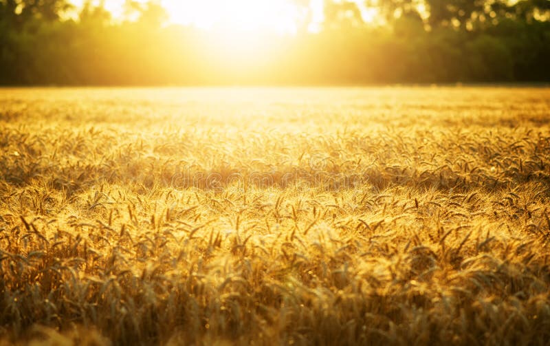 Wheat and sun stock photo. Image of cereal, yellow, horizon - 58203800