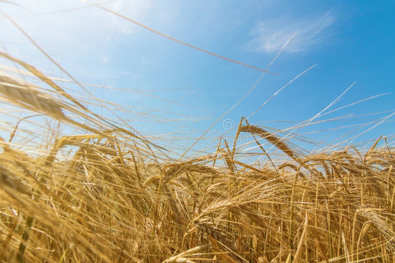 Wheat and Sun Under Blue Sky Stock Photo - Image of grain, farm: 117850976