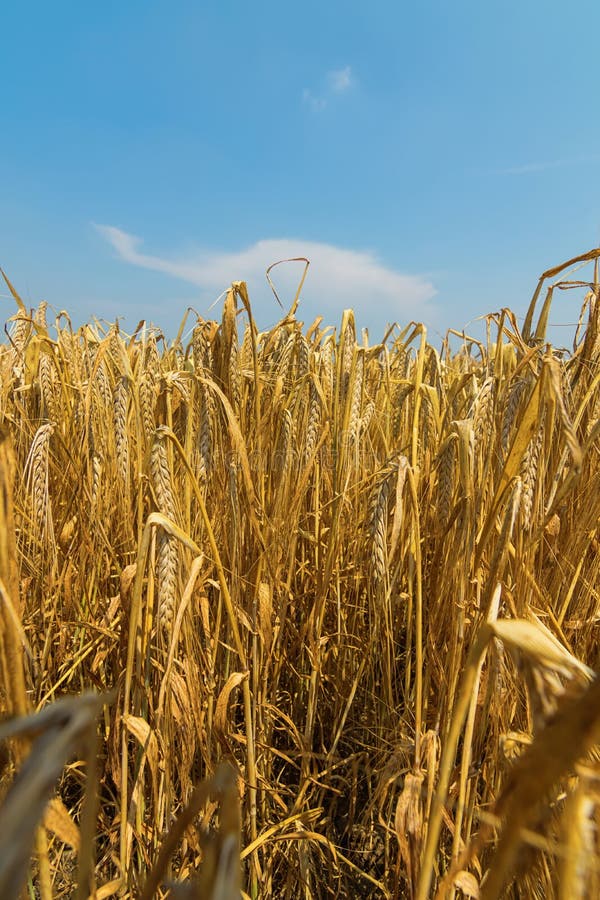 Wheat and Sun Under Blue Sky Stock Photo - Image of farm, ripe: 133307162